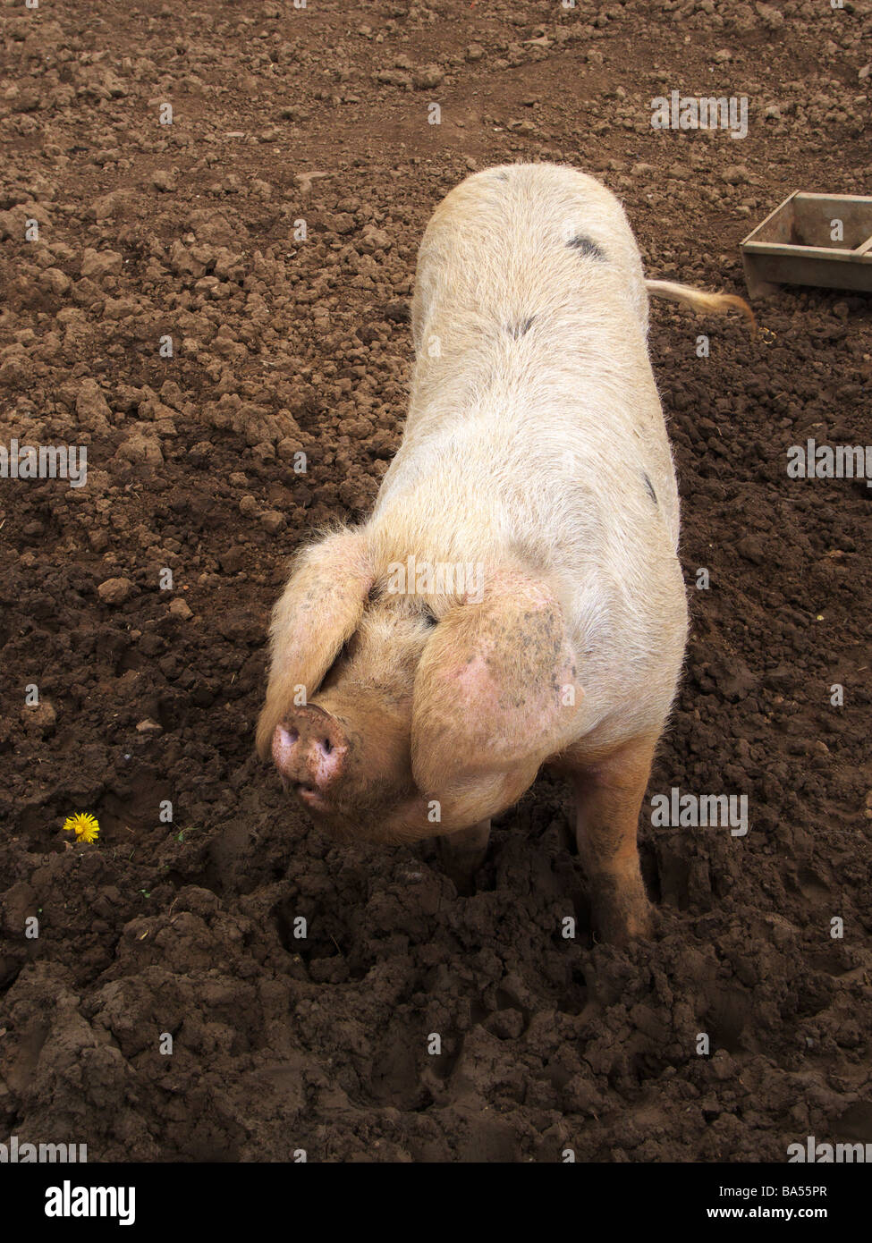 Happy pig hi-res stock photography and images - Alamy