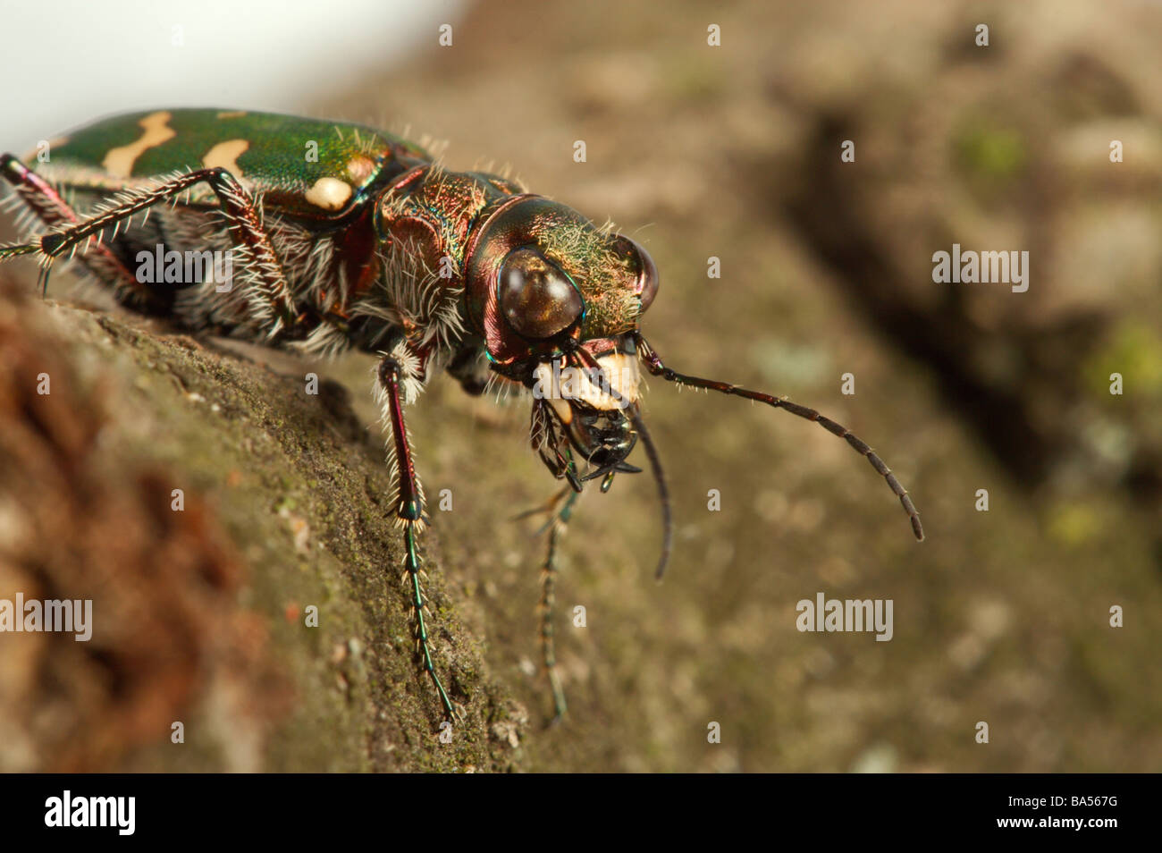 Carabidae the huge family numbering more of 500 kinds Stock Photo - Alamy