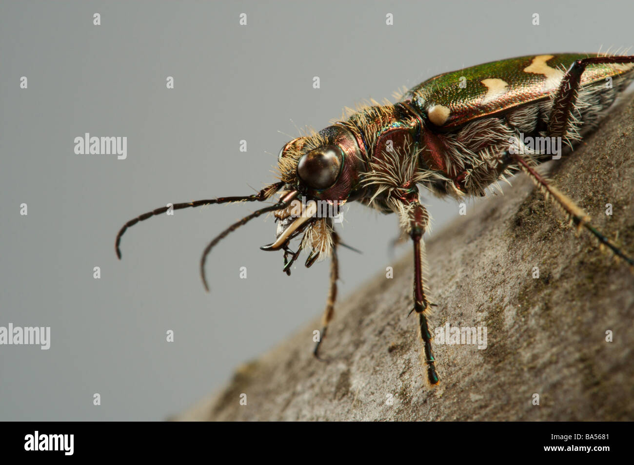 Carabidae the huge family numbering more of 500 kinds Stock Photo - Alamy