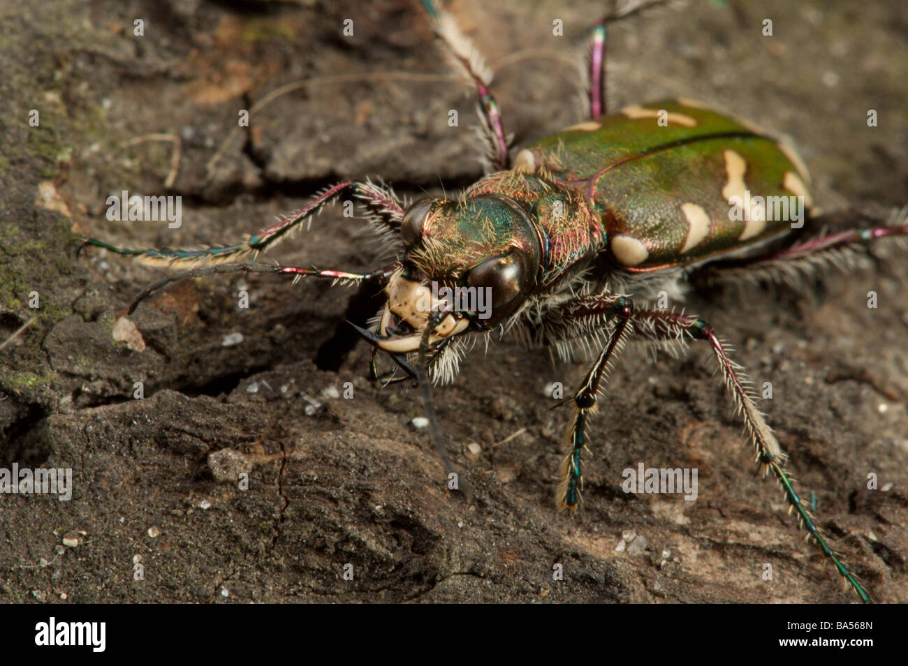 Carabidae the huge family numbering more of 500 kinds Stock Photo - Alamy
