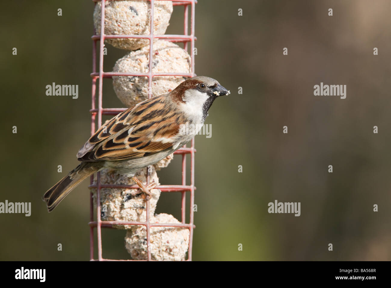 Fat house sparrow hi-res stock photography and images - Alamy