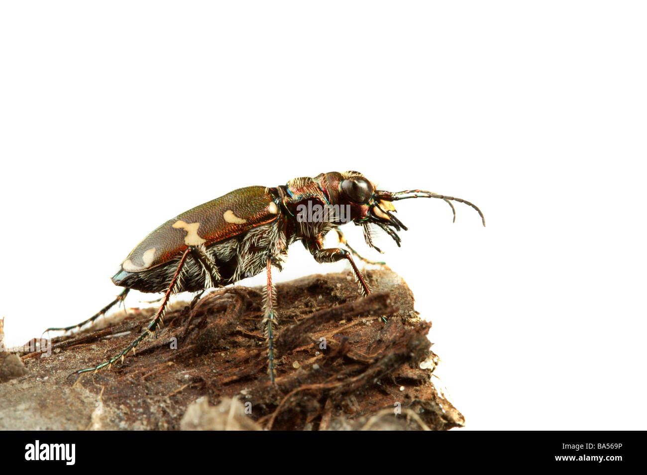 Carabidae the huge family numbering more of 500 kinds Stock Photo - Alamy