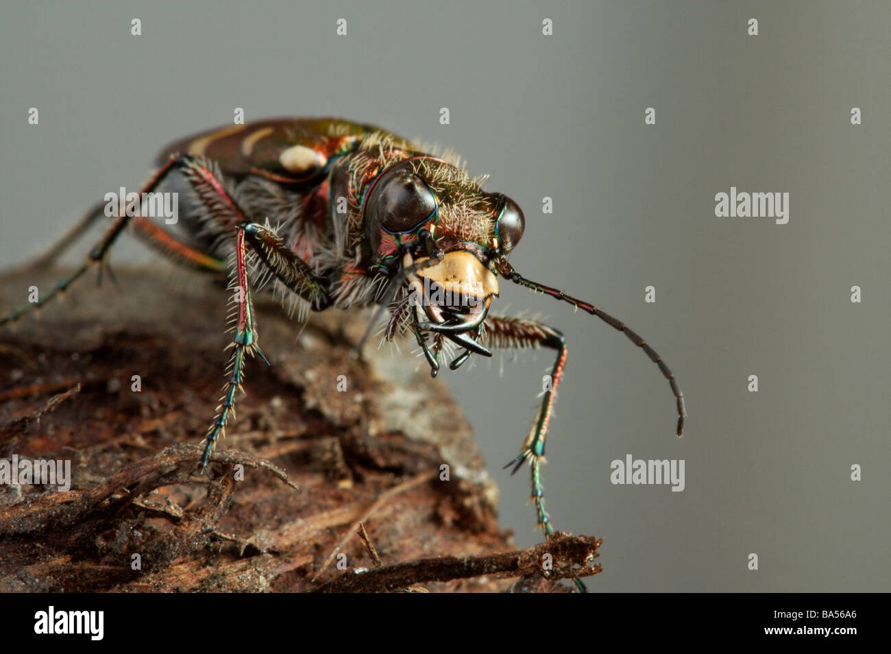 Carabidae the huge family numbering more of 500 kinds Stock Photo - Alamy