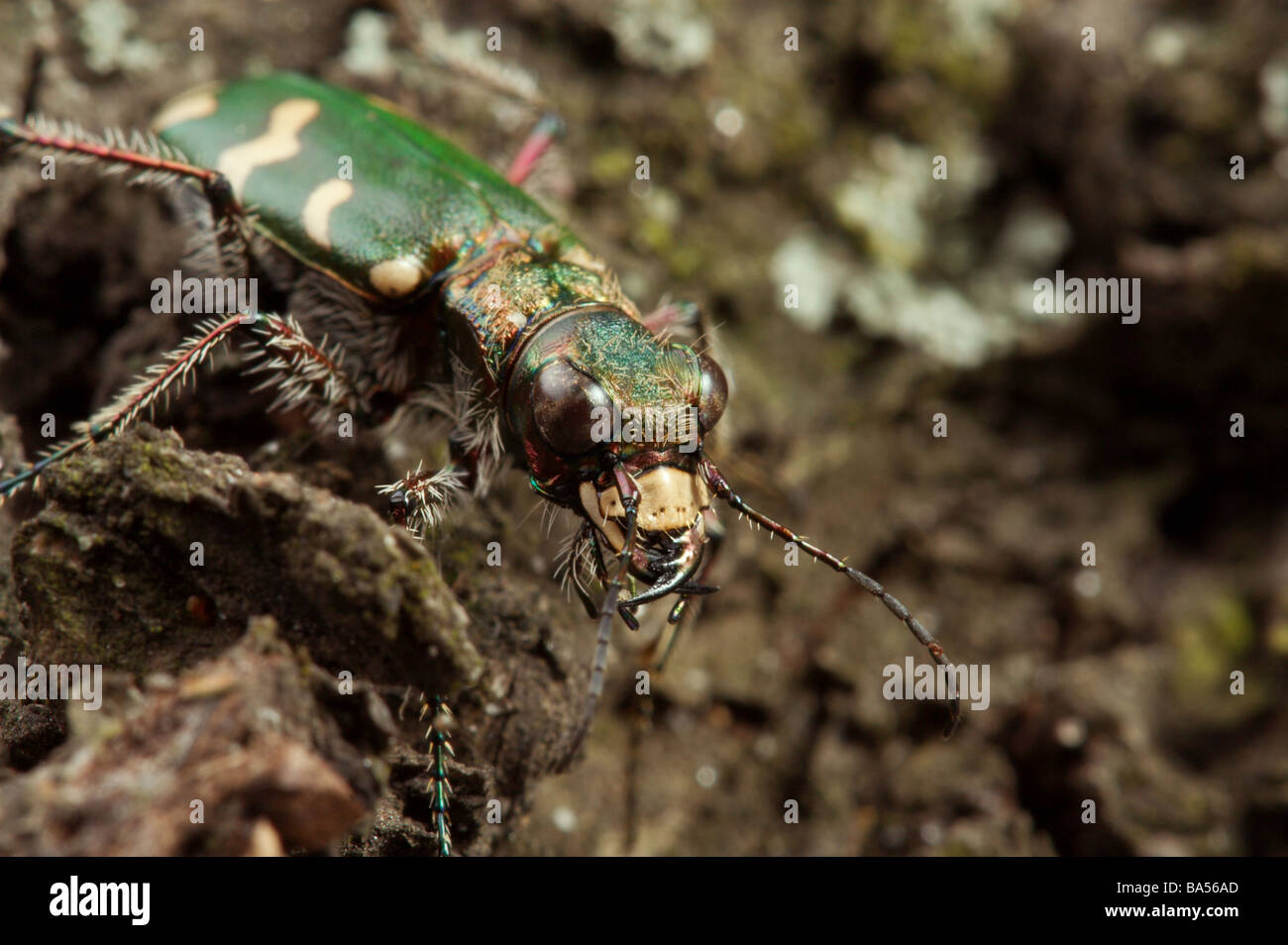 Carabidae the huge family numbering more of 500 kinds Stock Photo - Alamy