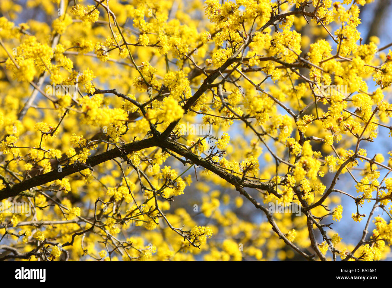 Cornelian cherry blossom Cornus mas Stock Photo - Alamy