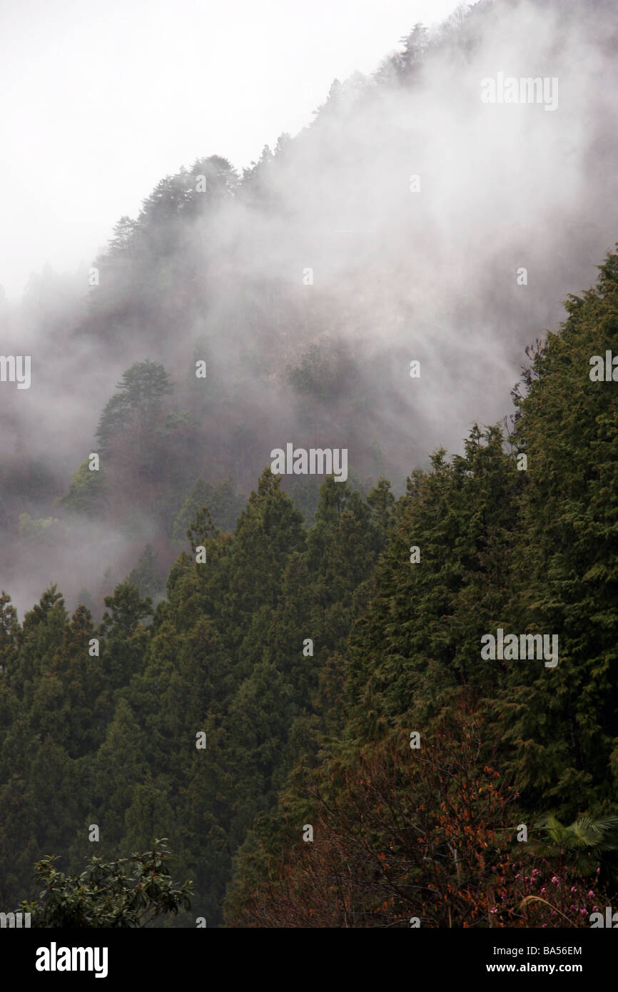 Mist raising through the trees in Iya Vally Japan Stock Photo - Alamy