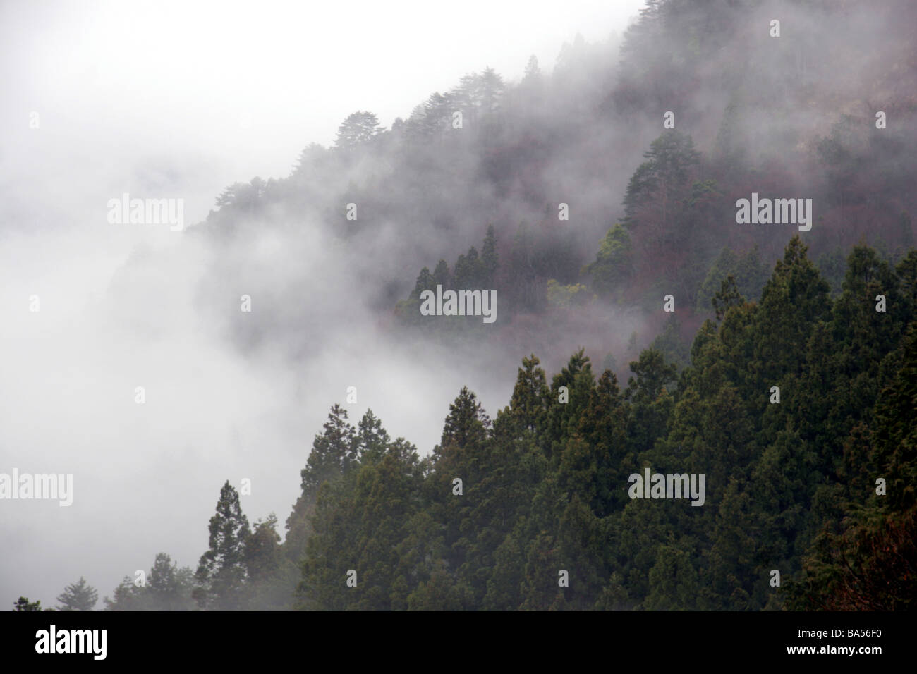 Mist raising through the trees in Iya Vally Japan Stock Photo - Alamy