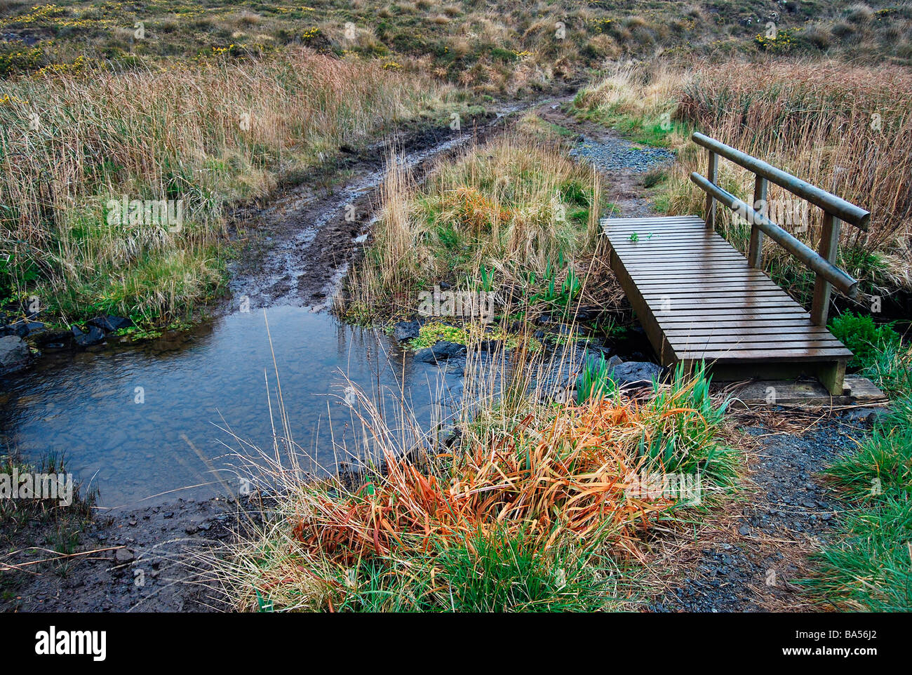 wooden footbridge over marsh field Kynance Cove Stock Photo - Alamy