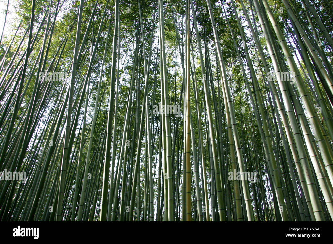Bamboo forest Arashiyama Kyoto Kansi Japan Stock Photo - Alamy