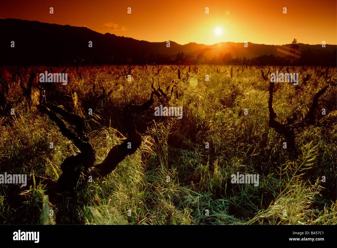 Napa valley wines hi-res stock photography and images - Alamy