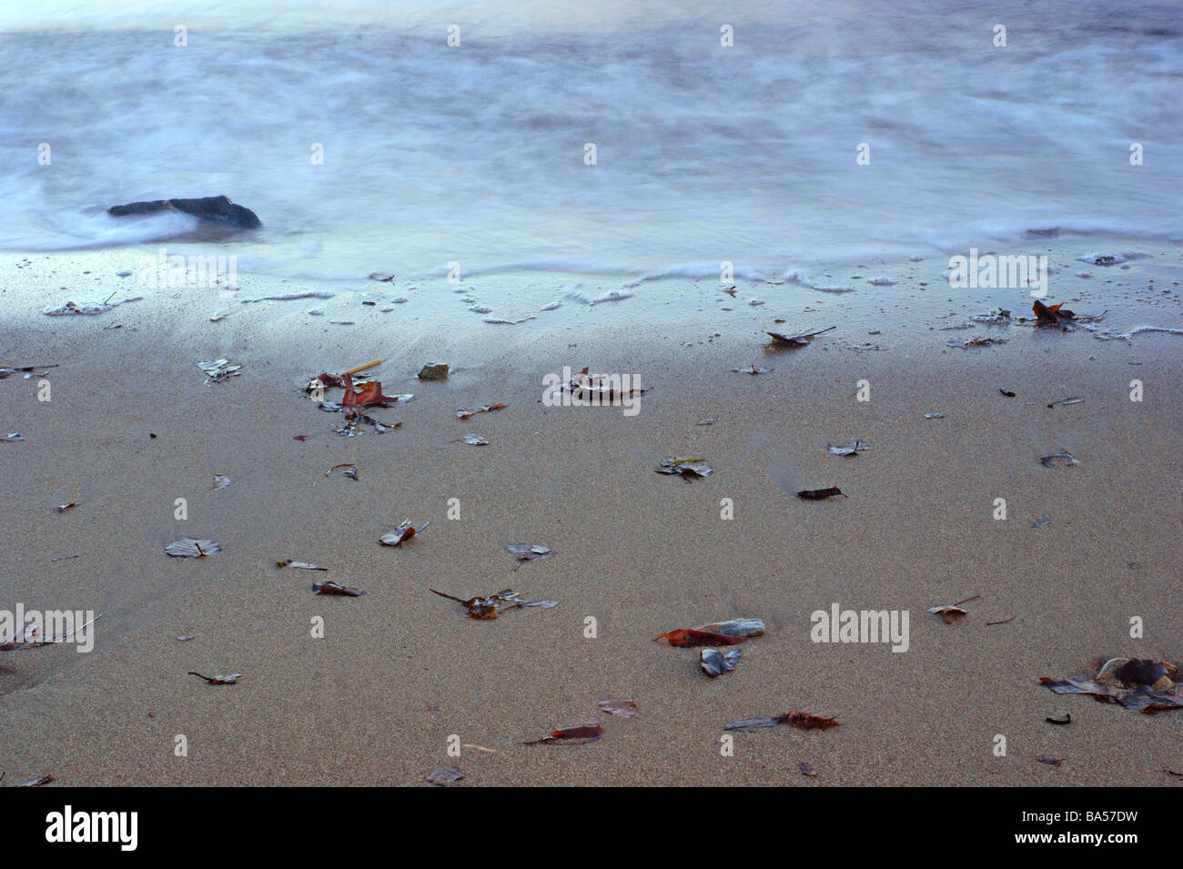 Ocean waves with sand and leaves Stock Photo - Alamy