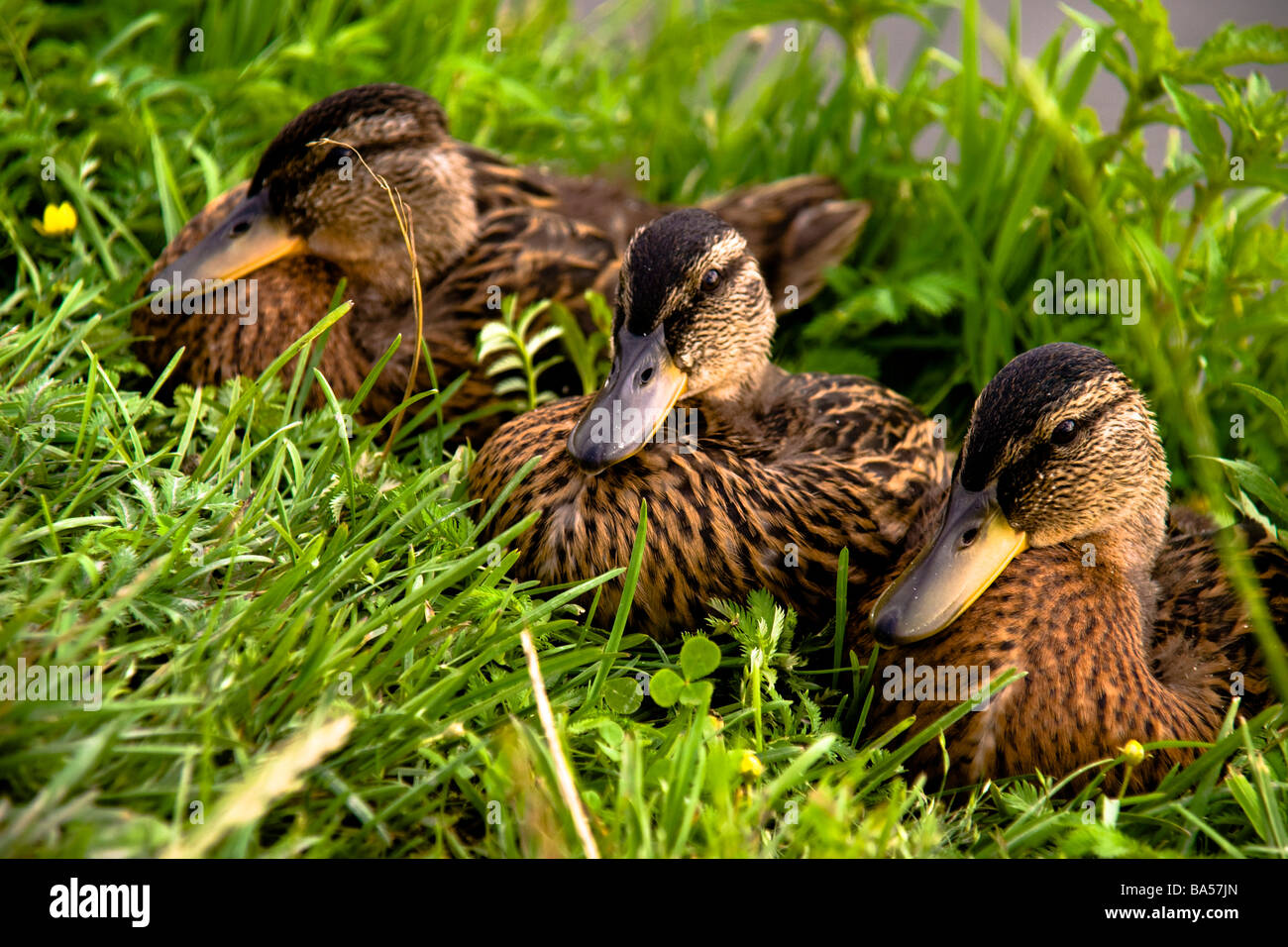 Portrait quacking duck on green hi-res stock photography and images - Alamy
