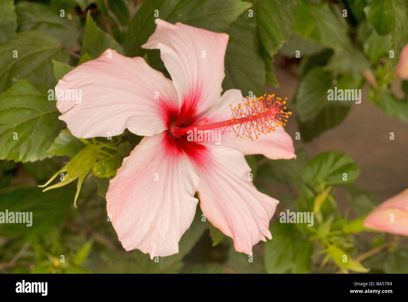 Hibiscus rosa sinensis hi-res stock photography and images - Alamy
