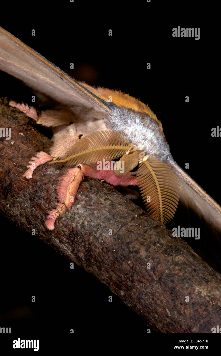 Moths face hi-res stock photography and images - Alamy