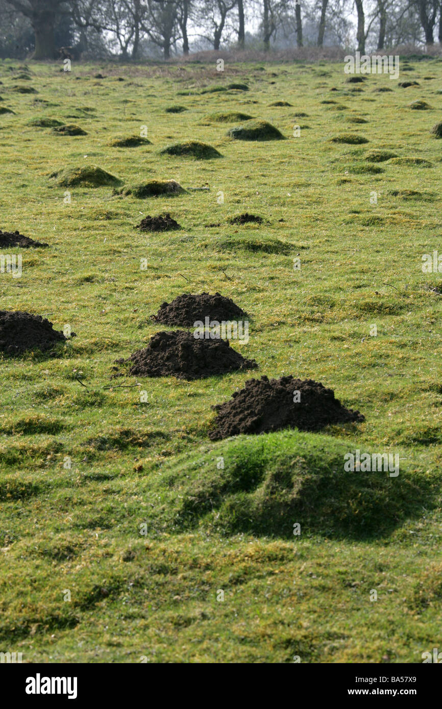 Old mole hi-res stock photography and images - Alamy