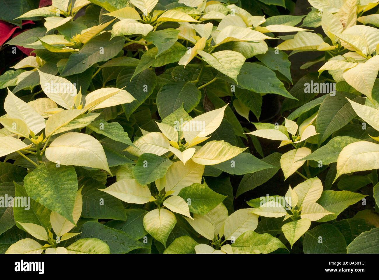 Poinsettia Euphorbia pulcherrima Christmas Star, Euphorbiaceae Stock ...