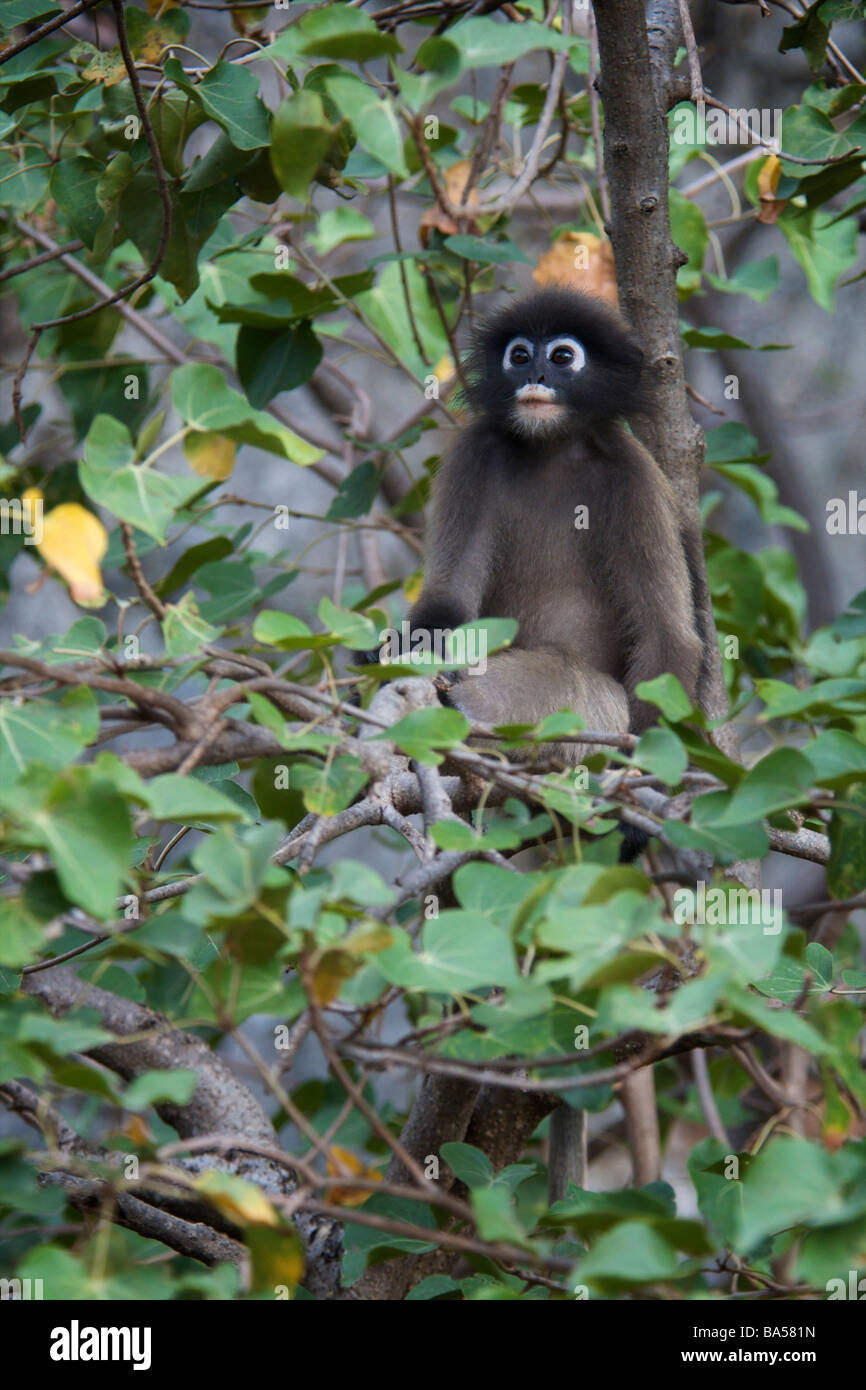 Wild Dusky or Spectacled Langur or Dusky Leaf monkey Trachypithecus ...