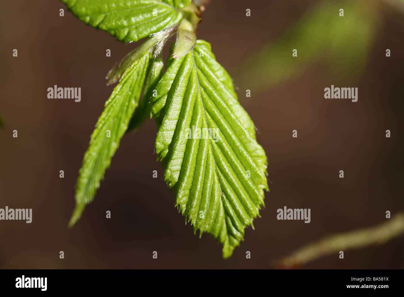 Hazel shoots hi-res stock photography and images - Alamy