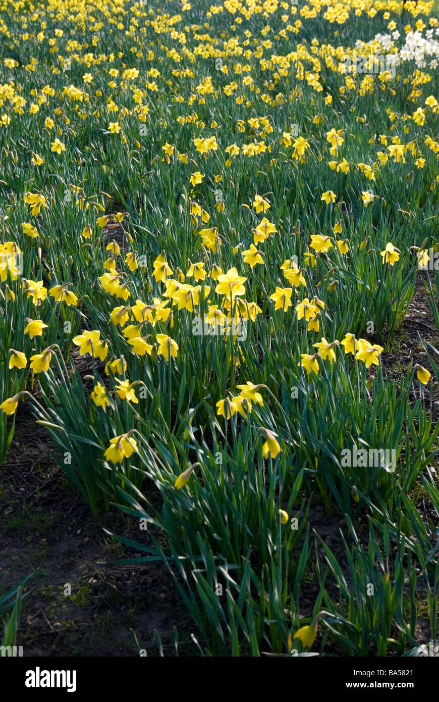 Daffodils are blooming in spring, Greenwich Park London England UK ...