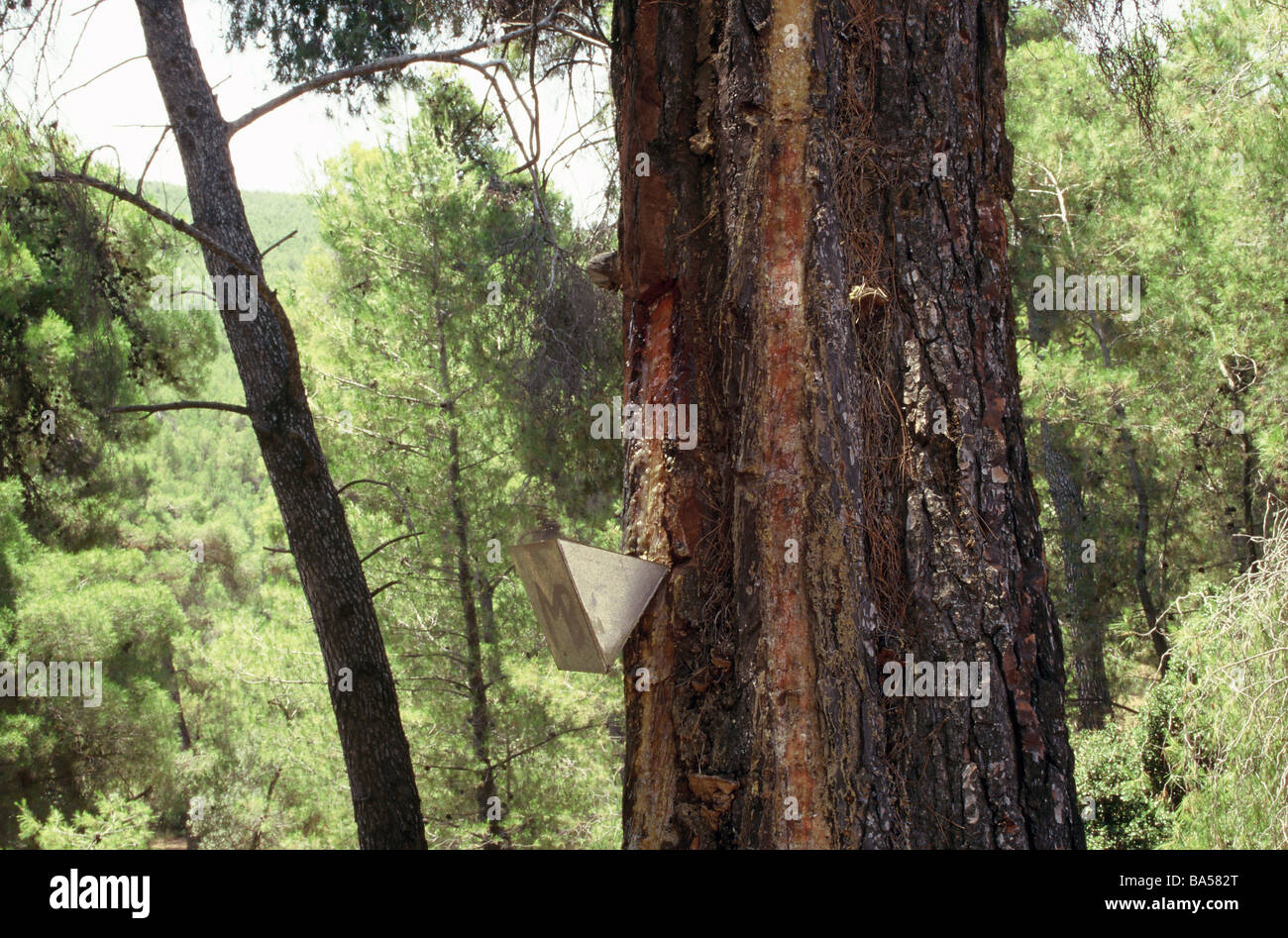 COLLECTING THE SAP FROM TREES Stock Photo - Alamy