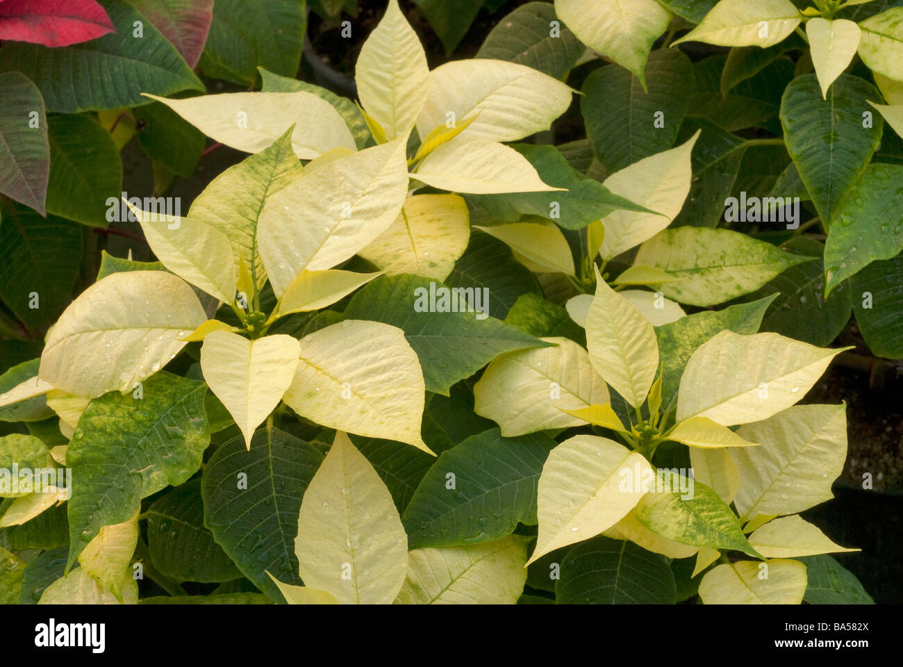 Poinsettia Euphorbia pulcherrima Christmas Star, Euphorbiaceae Stock ...