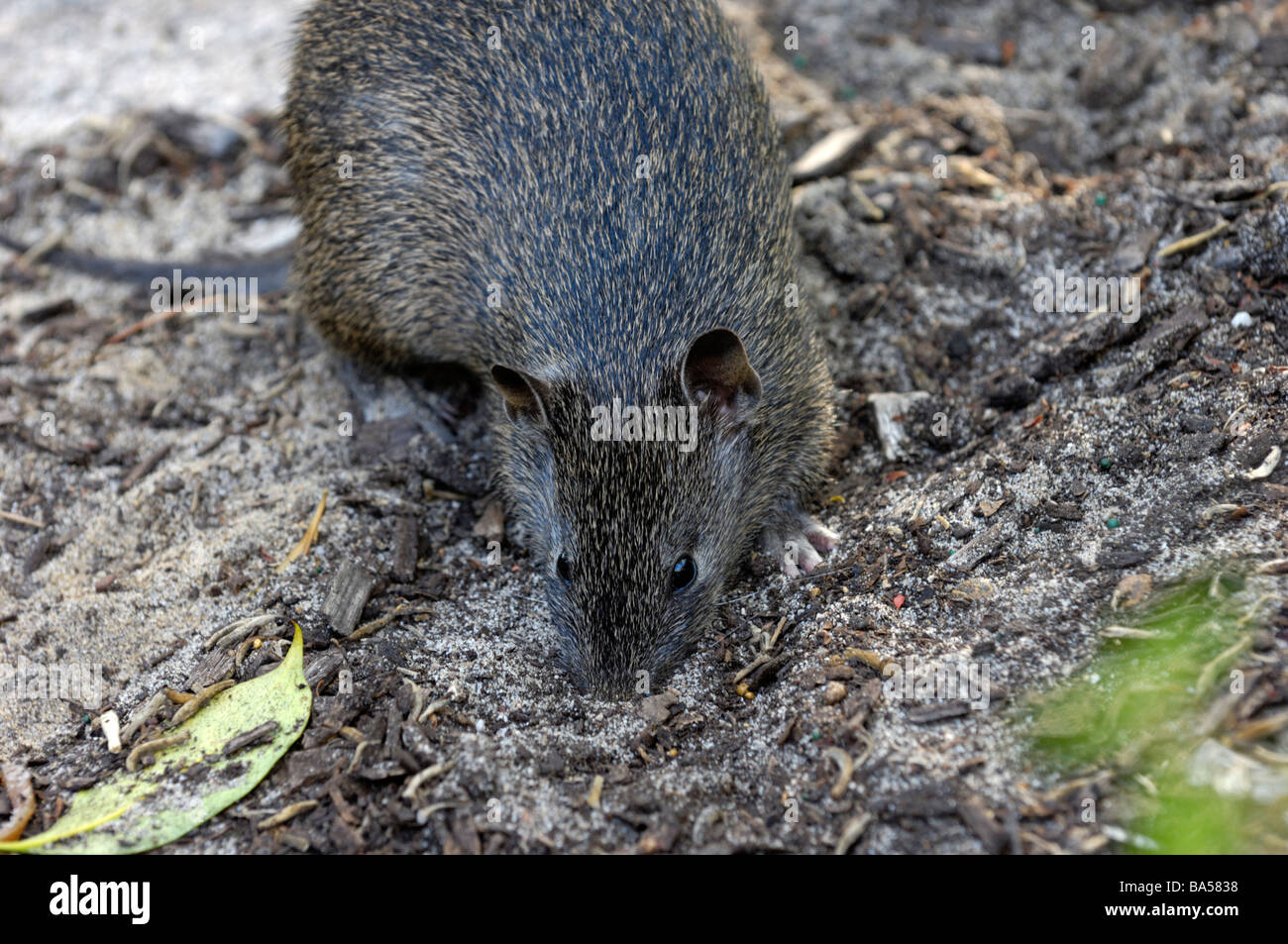 Southern Brown Bandicoot Isoodon obesulus Stock Photo - Alamy