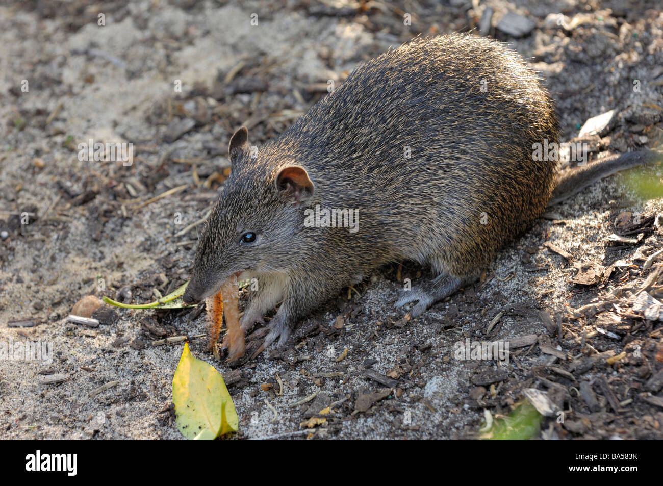 Southern Brown Bandicoot Isoodon obesulus Stock Photo - Alamy