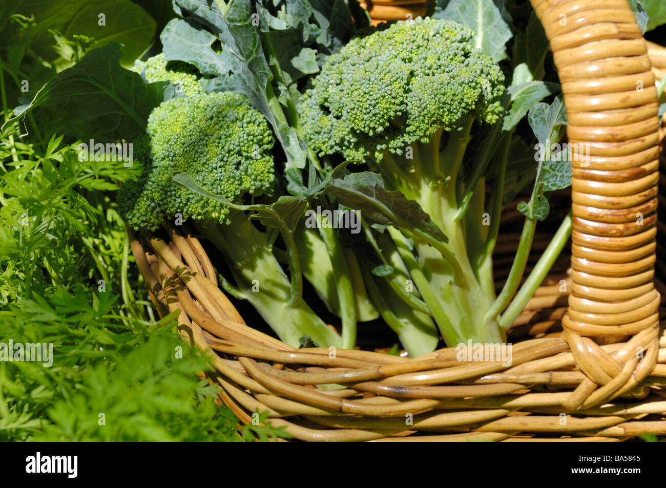 Home grown organic dwarf broccoli heads in a traditional basket Stock ...
