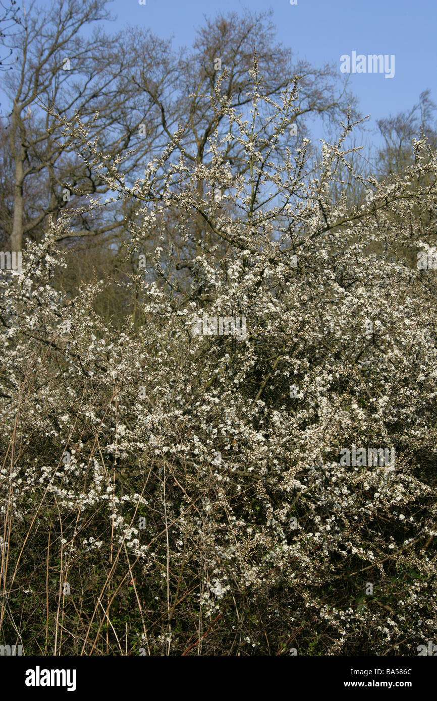 Blackthorn tree hi-res stock photography and images - Alamy