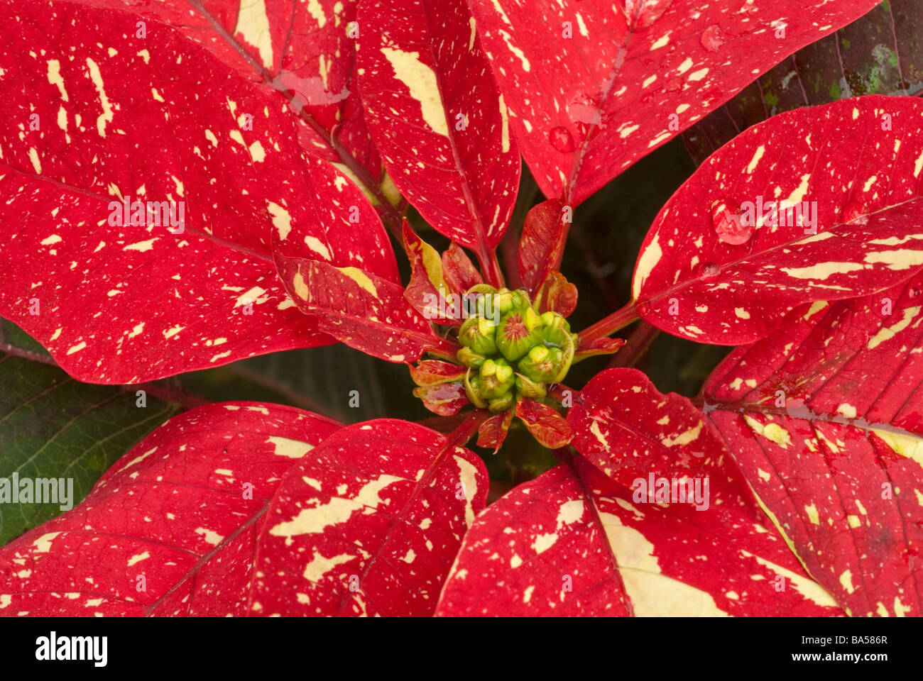 Poinsettia Euphorbia pulcherrima, Christmas Star, Euphorbiaceae Stock ...