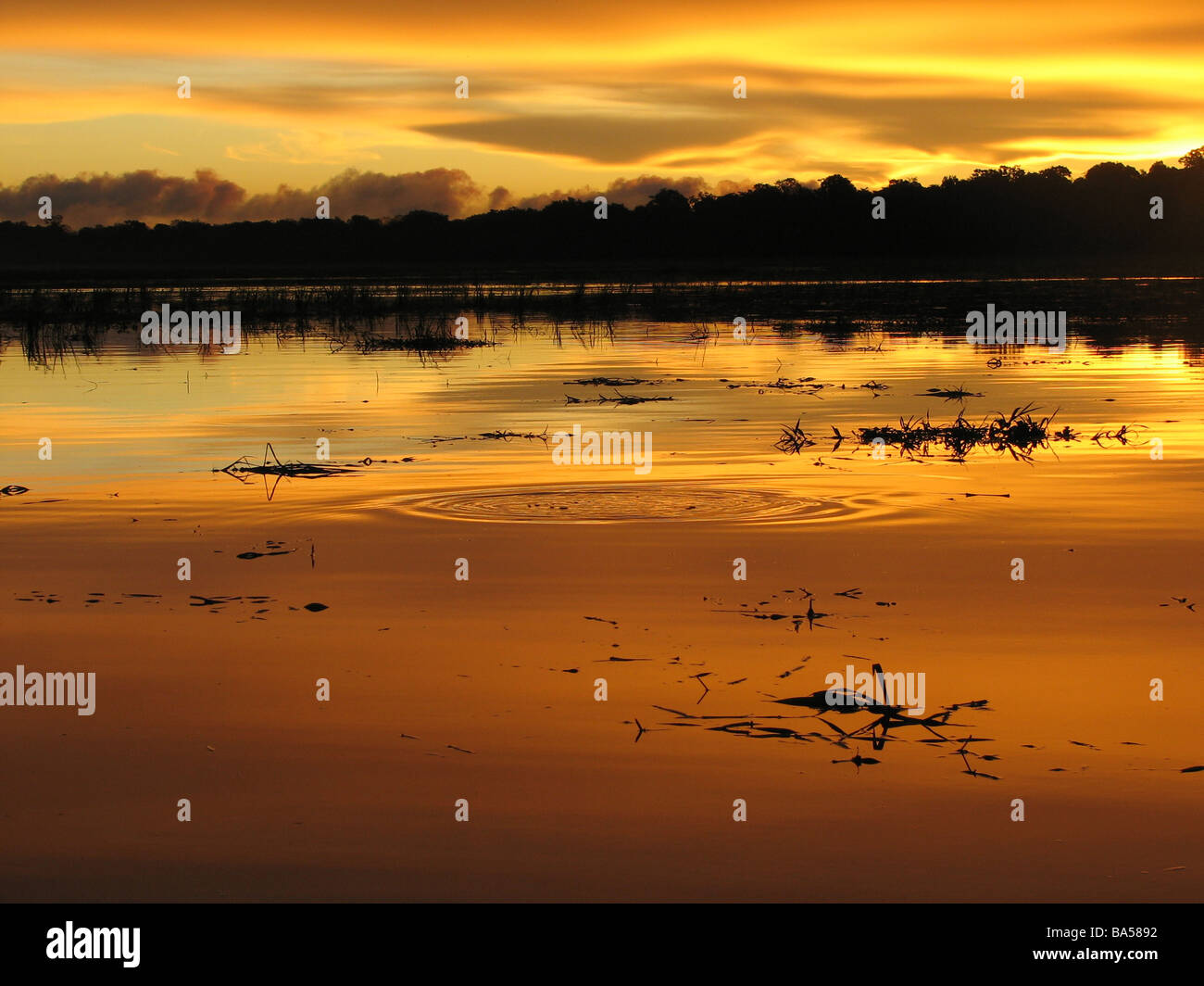 Flooded varzea forest hi-res stock photography and images - Alamy