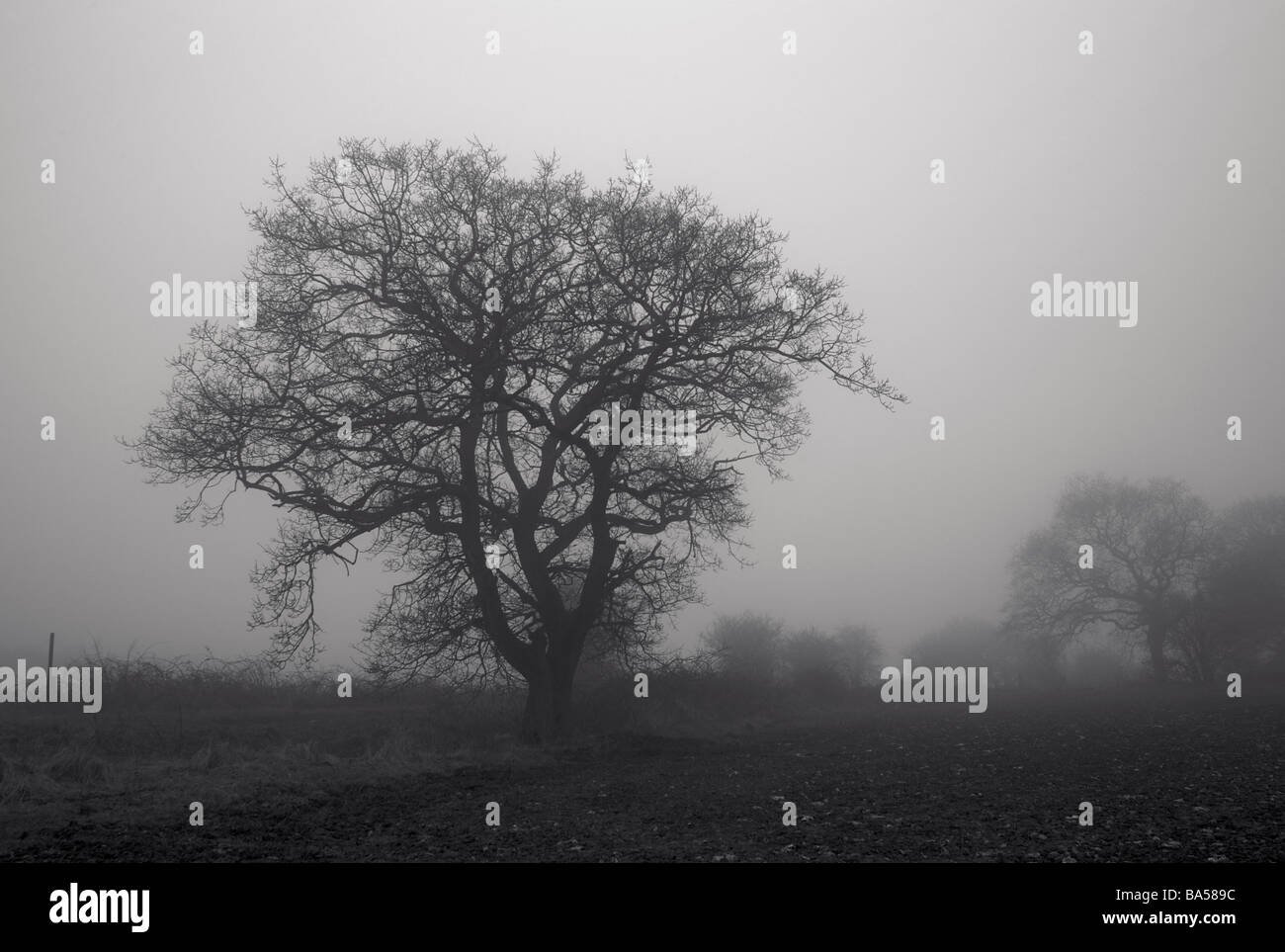 Misty tree hi-res stock photography and images - Alamy