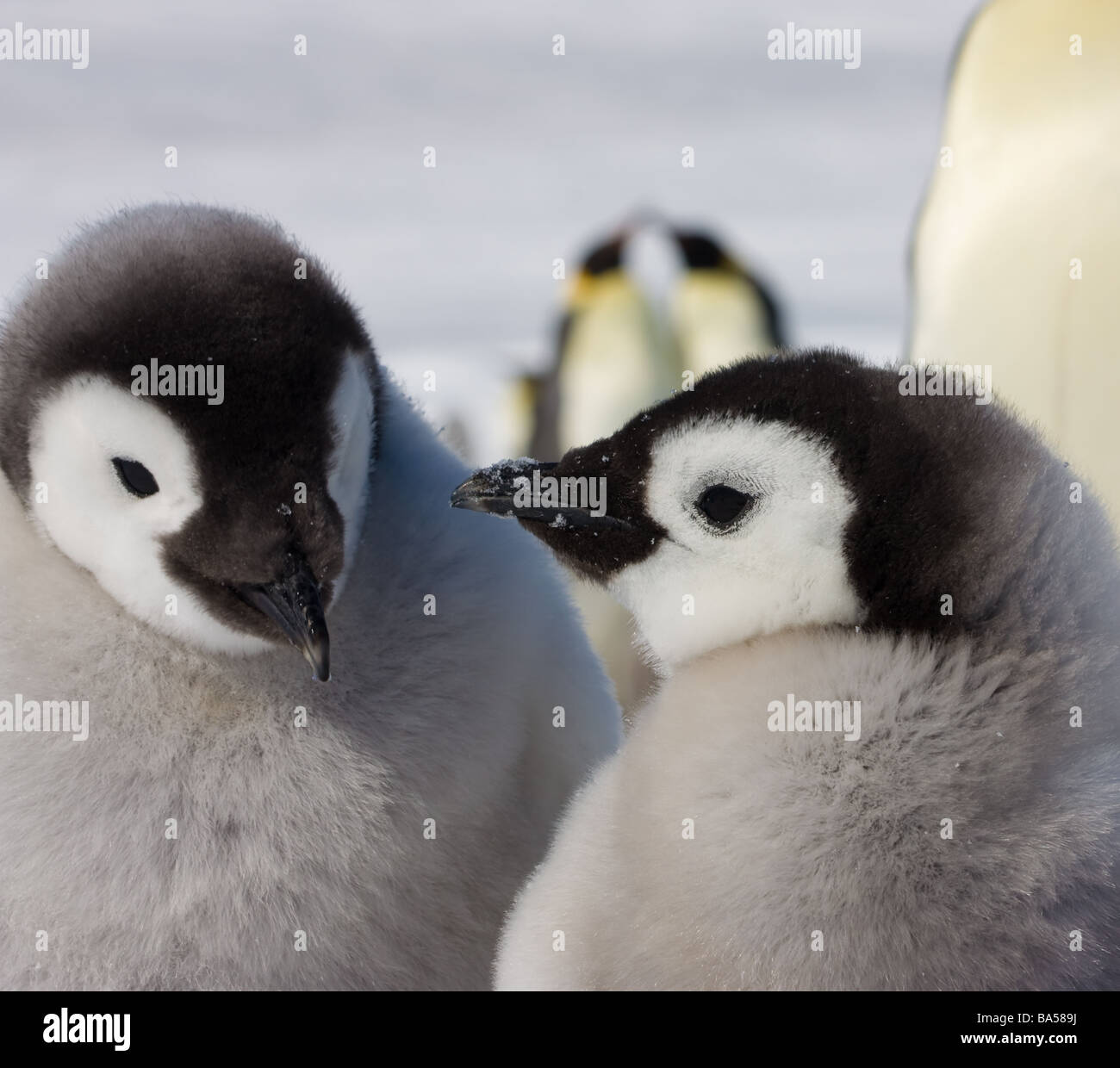Fluffy penguins hi-res stock photography and images - Alamy