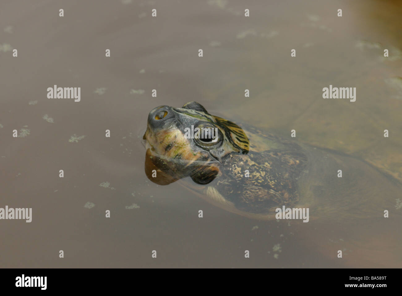 A Giant Amazon River Turtle (Podocnemis expansa) with its snout above ...