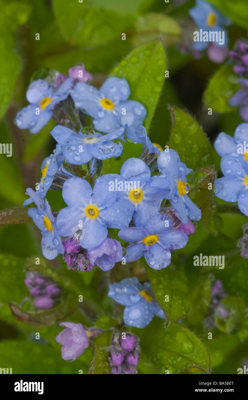 Wood Forget Me Not Myosotis Sylvatica "forget me nots Stock Photo - Alamy