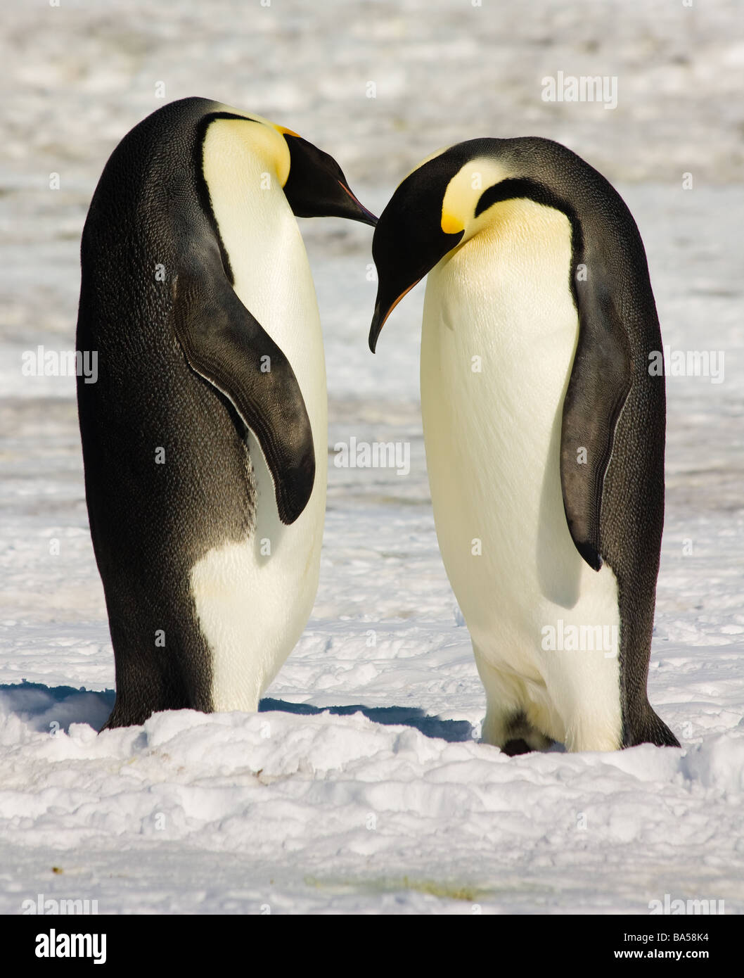 Emperor penguin couple hi-res stock photography and images - Alamy