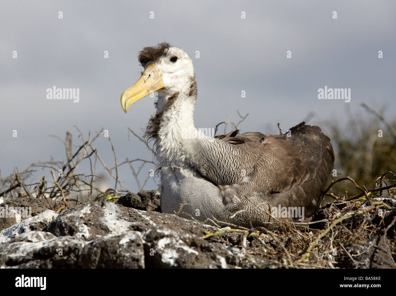Young Waved Albatross aka Galapagos Albatross, Phoebastria irrorata syn ...