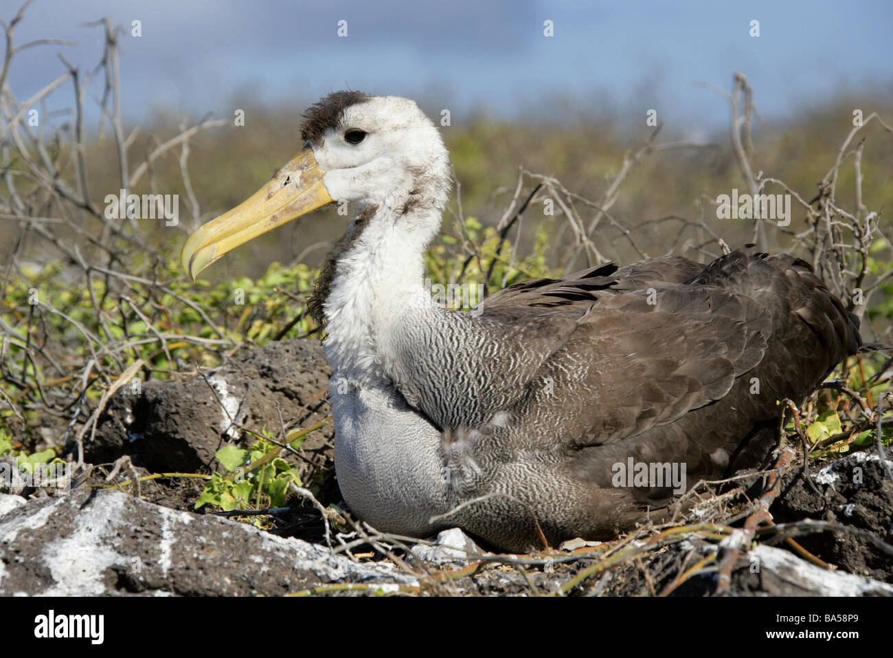 Young Waved Albatross aka Galapagos Albatross, Phoebastria irrorata syn ...