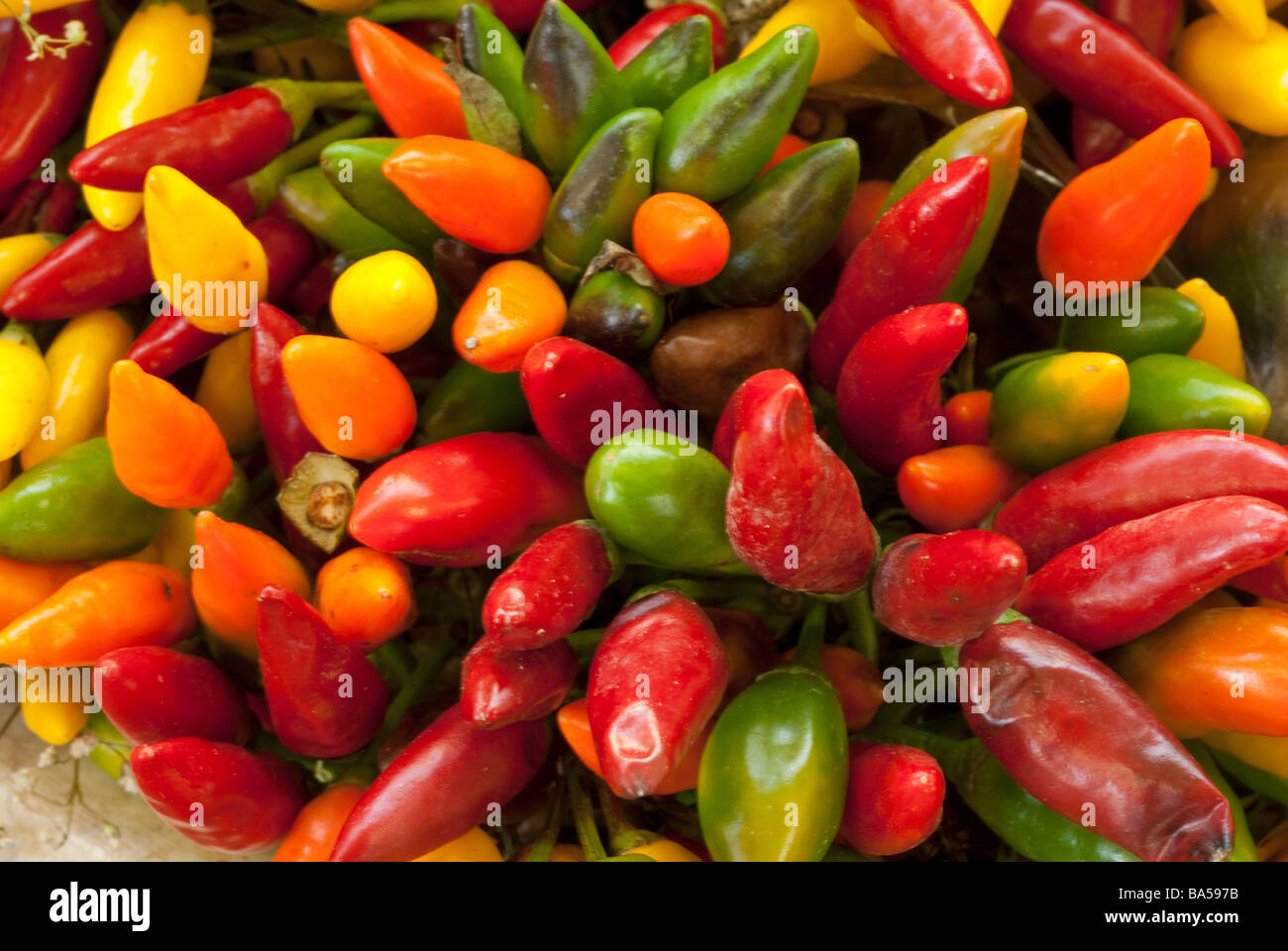 Solanace High Resolution Stock Photography and Images - Alamy