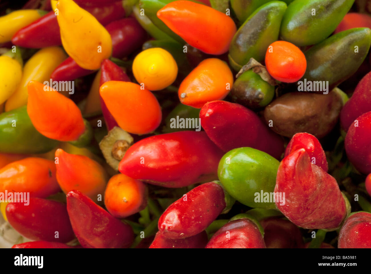 Capsicum sp solanacee hi-res stock photography and images - Alamy