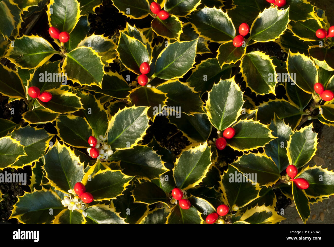 Variegated holly ilex aquifolium hi-res stock photography and images ...