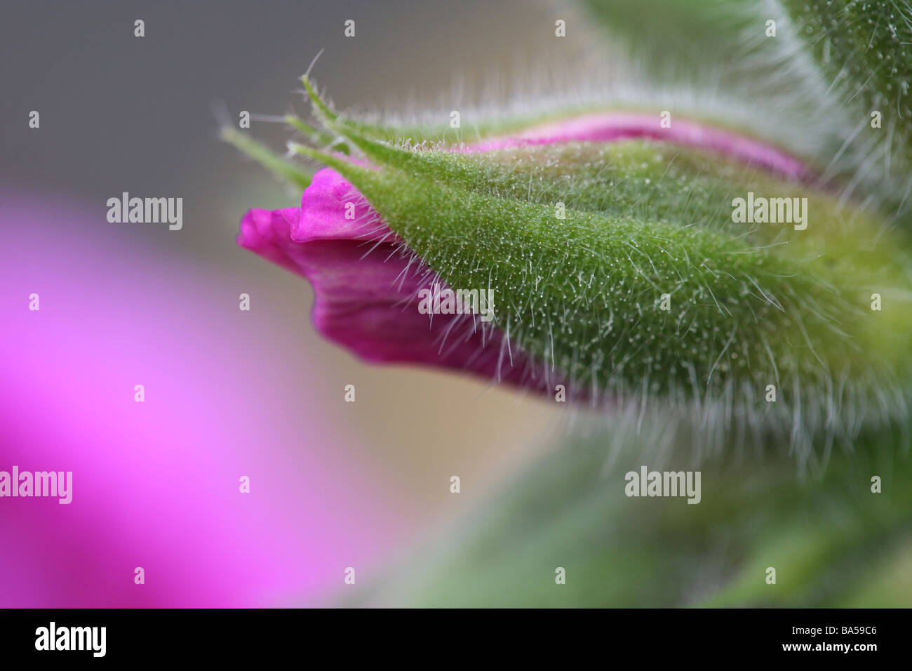 Burst of bud hi-res stock photography and images - Alamy