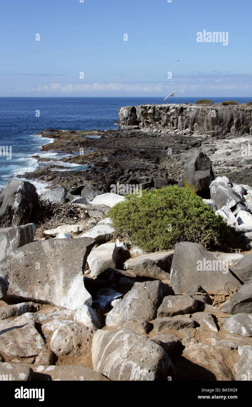 Punta Suarez, Espanola Island, Galapagos Islands, Ecuador, South ...