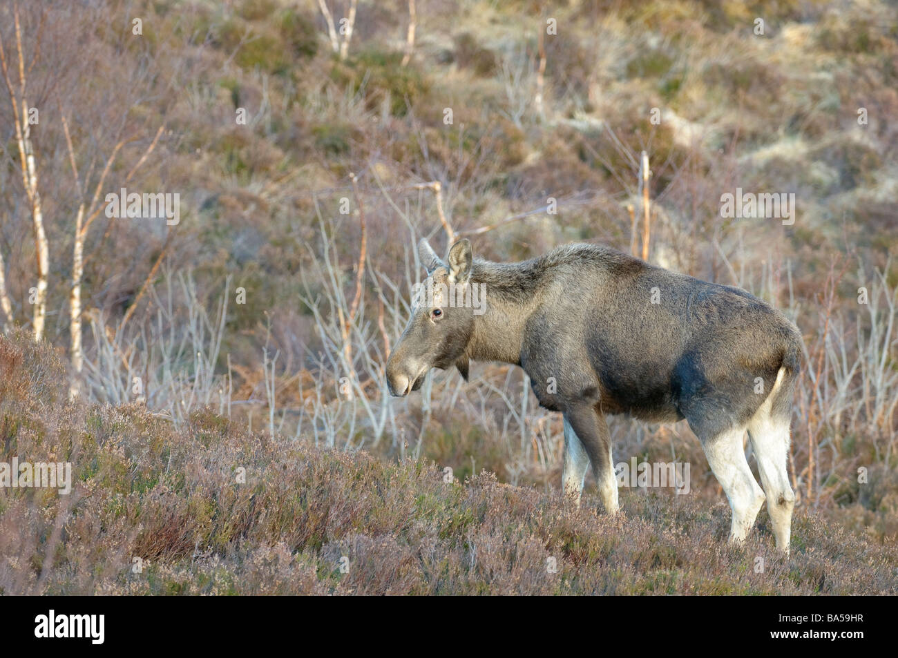 Moose or elk Alces alces female at Alladale estate in Sutherland ...