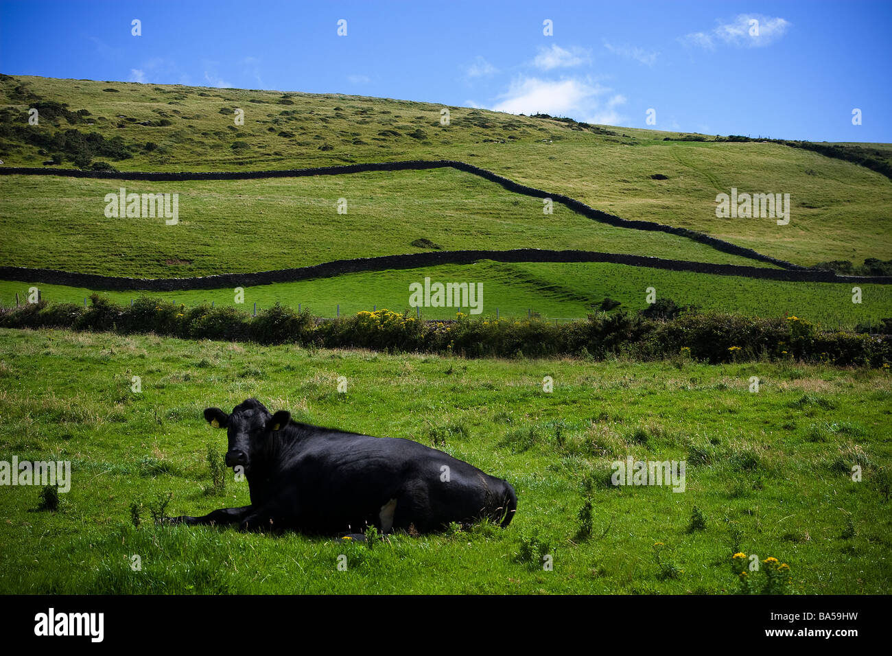 Kerry Cattle Bulls