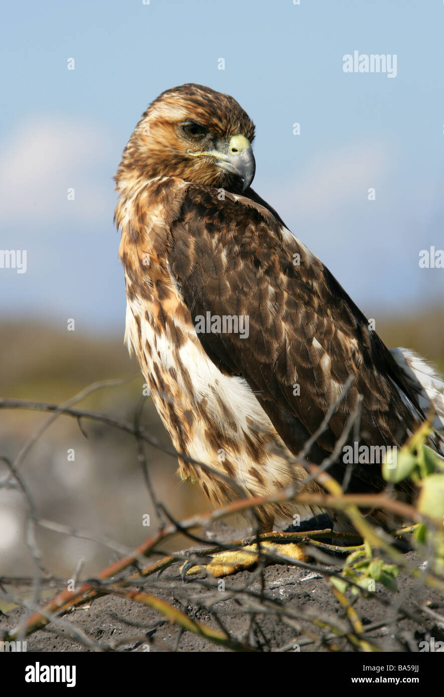 Galapagos Hawk, Buteo galapagoensis, Punta Suarez, Galapagos National ...