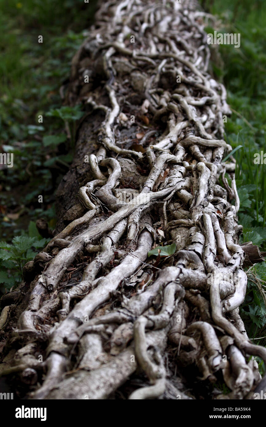 Dead Ivy (Hedera helix) on a Felled Tree Trunk Stock Photo - Alamy