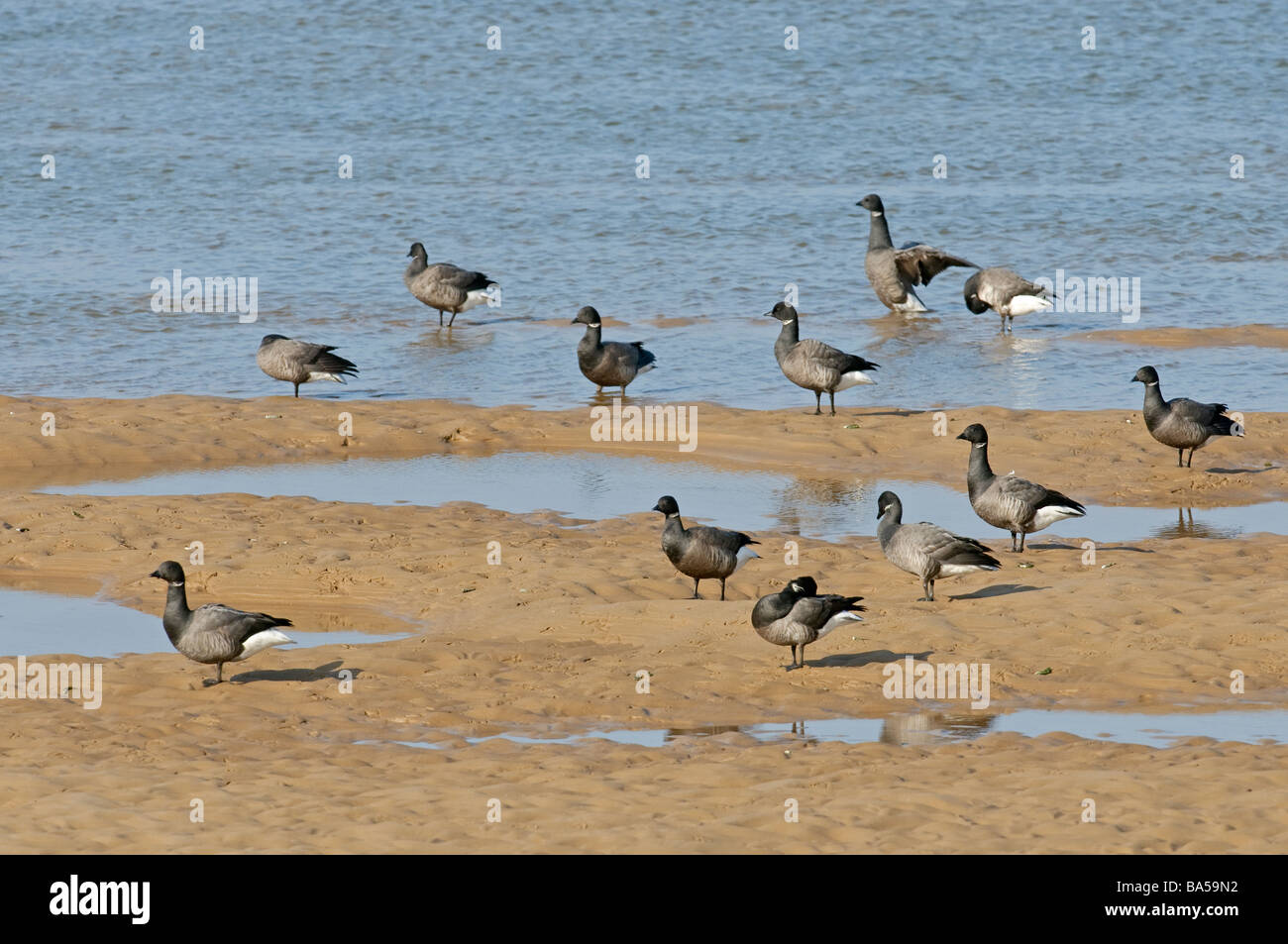 Dark bellied brent goose brent goose goose geese hi-res stock ...