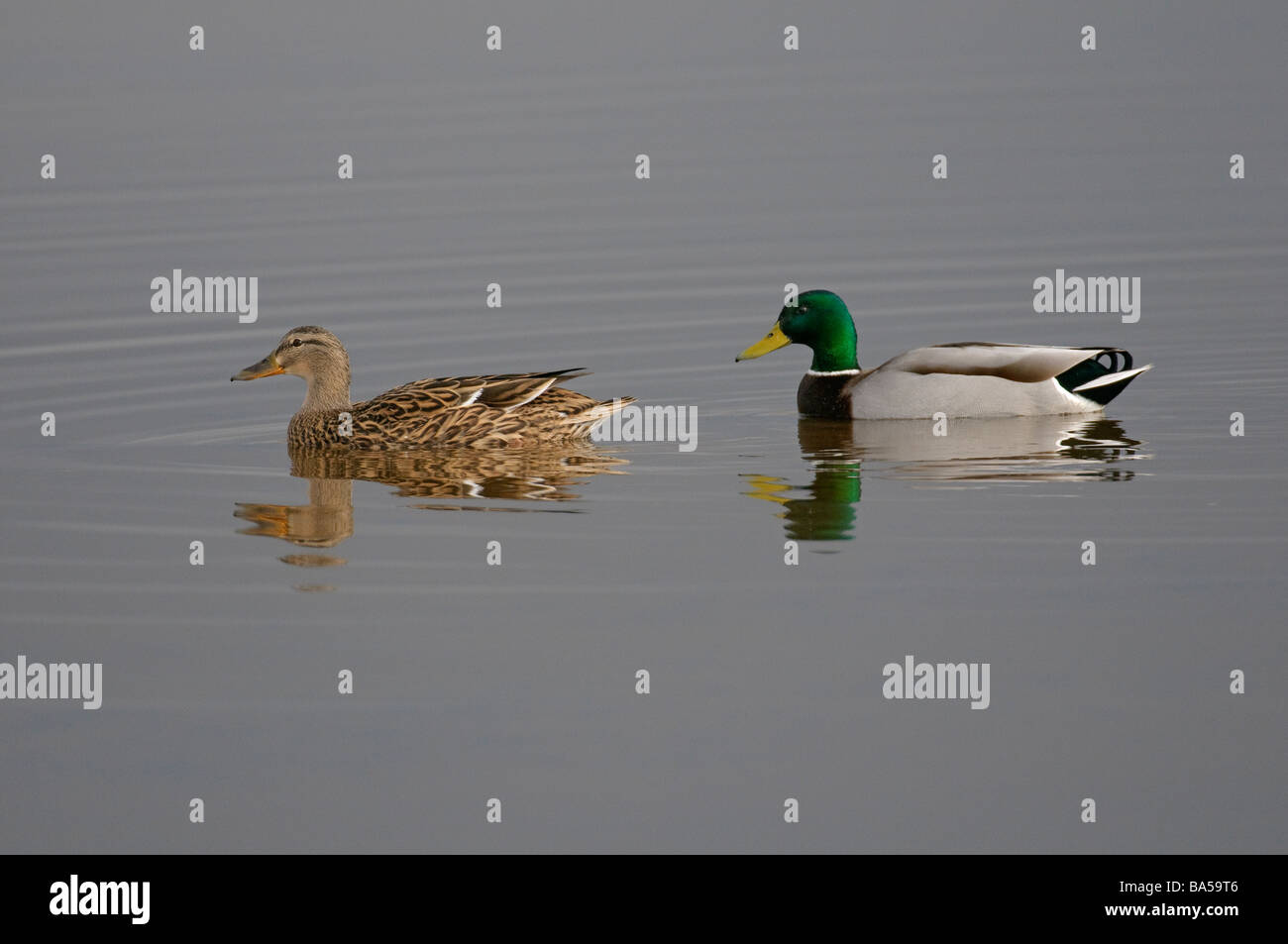 Male and female mallard duck hi-res stock photography and images - Alamy