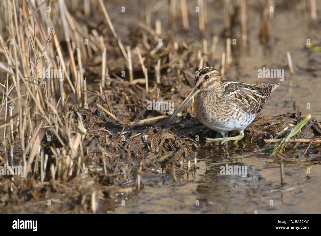 Gallinago hi-res stock photography and images - Alamy